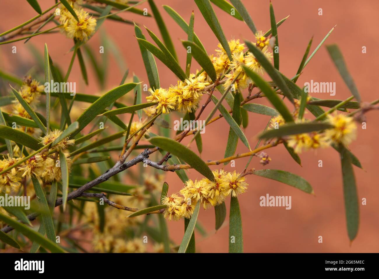 Red stem wattle hi-res stock photography and images - Alamy