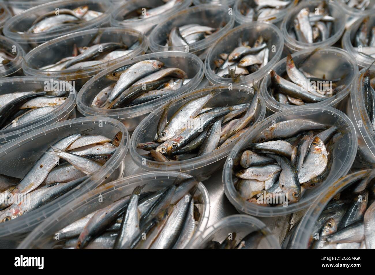Sprat hi-res stock photography and images - Alamy