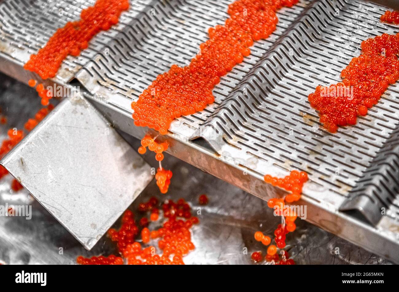 The caviar flows from the edge of the conveyor into the receiving tray ...