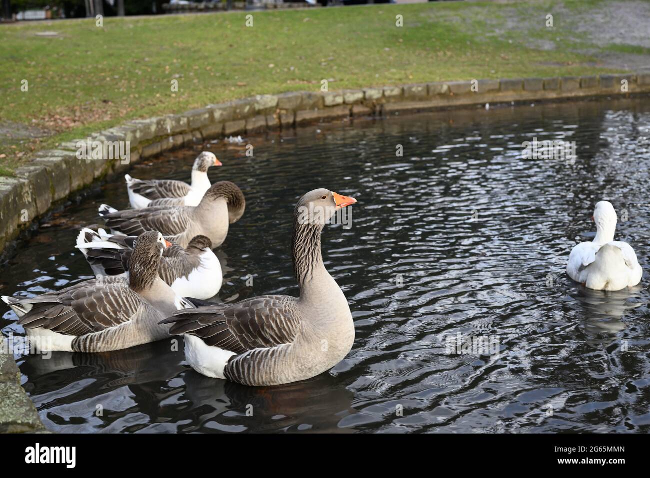 Large grey goose geese hi-res stock photography and images - Alamy