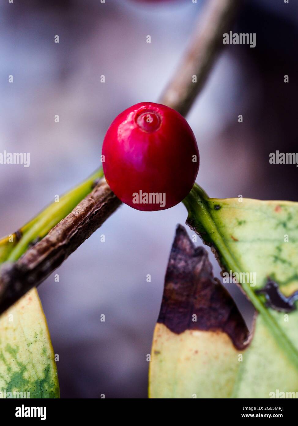 Ripe coffee berries inside hi-res stock photography and images - Alamy