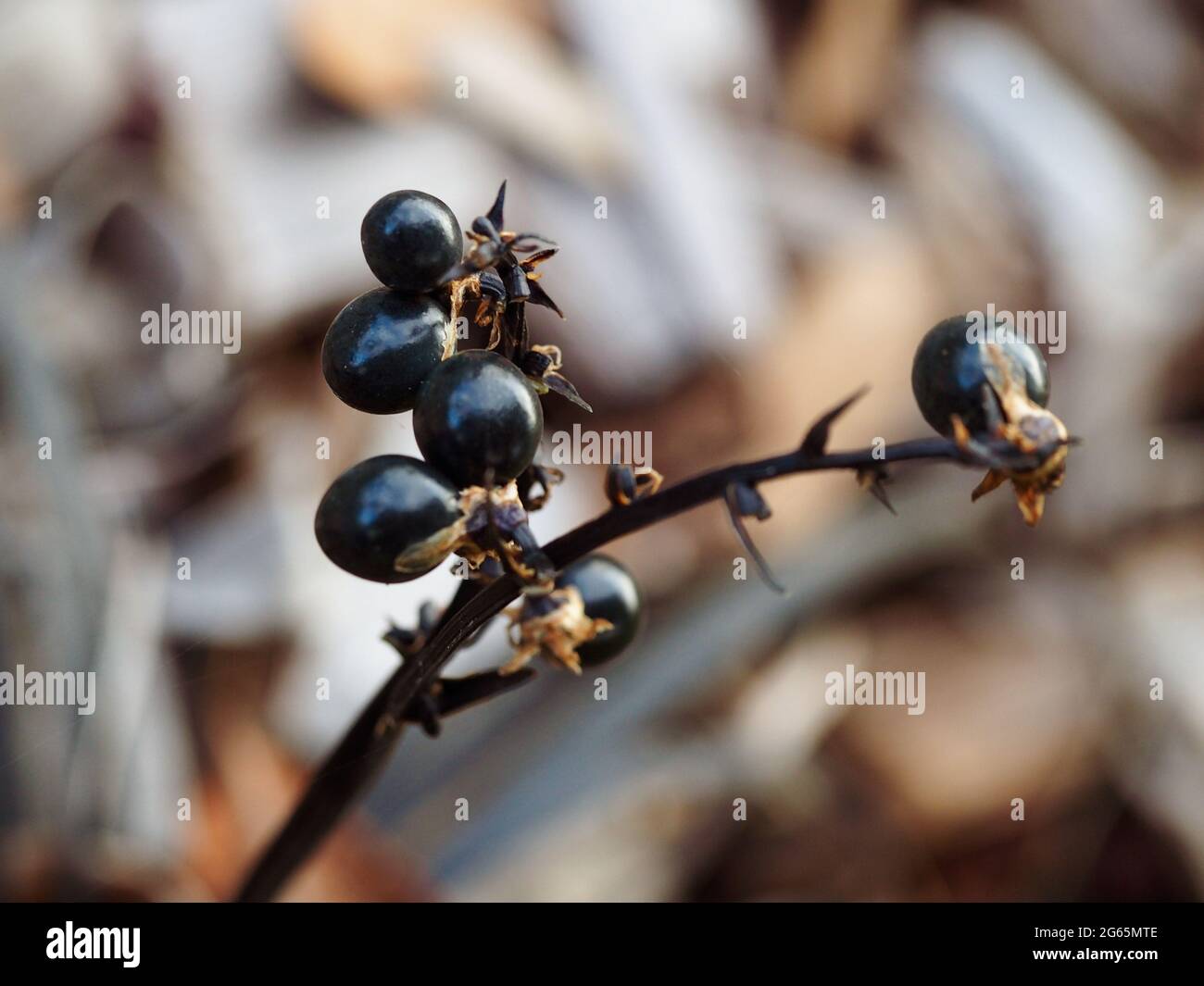 Shiny black berries on a black Mondo Grass plant , blurred brown black ...