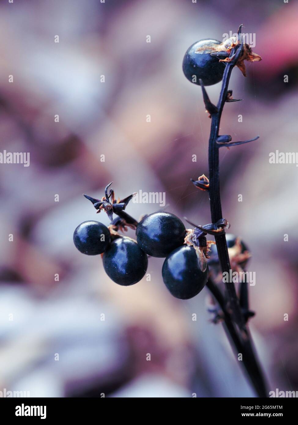 Shiny black berries on a black Mondo Grass plant , blurred brown black ...