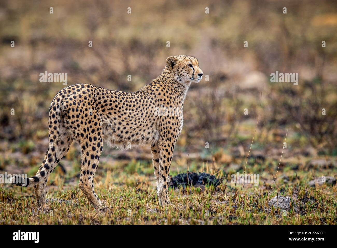Cheetah standing in the bush and observing in the WGR, South Africa ...