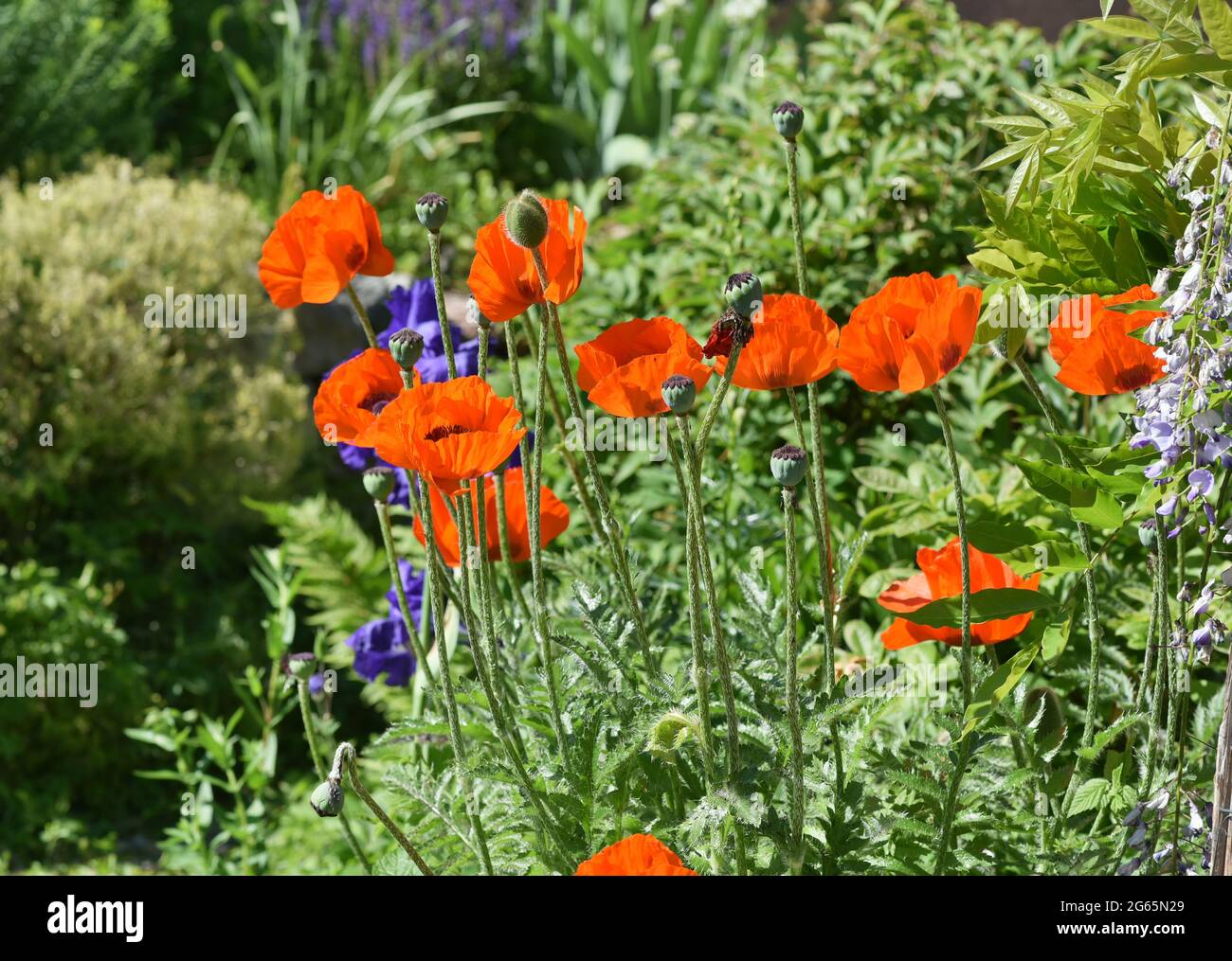 Tuerkischer Mohn, Papaver orientale, ist eine sehr dekorative Balkon ...