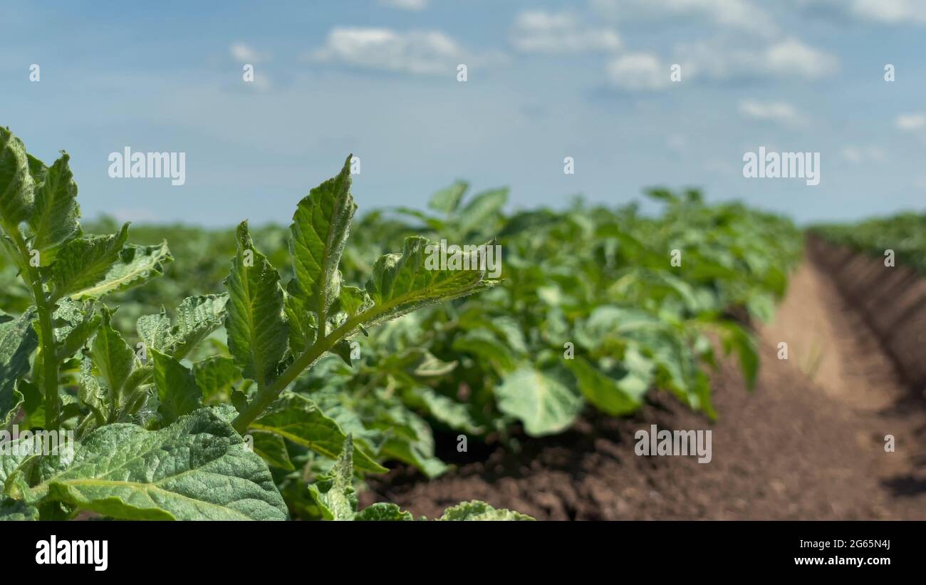 4K Aerial View. Green Field of Flowering Potatoes. Young Potatoes ...