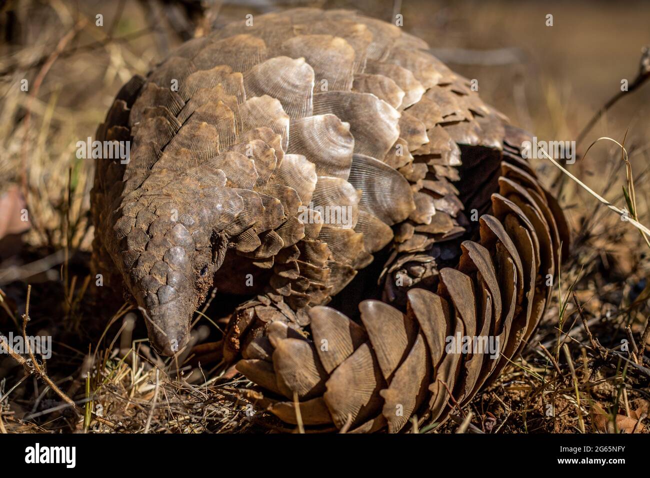 Ground pangolin rolling up in the grass in the WGR, South Africa Stock ...