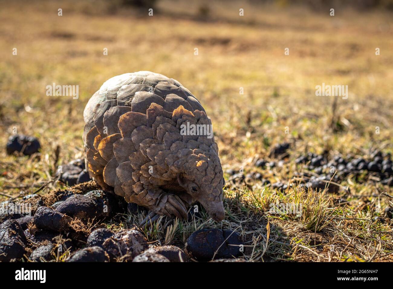 Ground pangolin foraging in the bush in the WGR, South Africa Stock ...