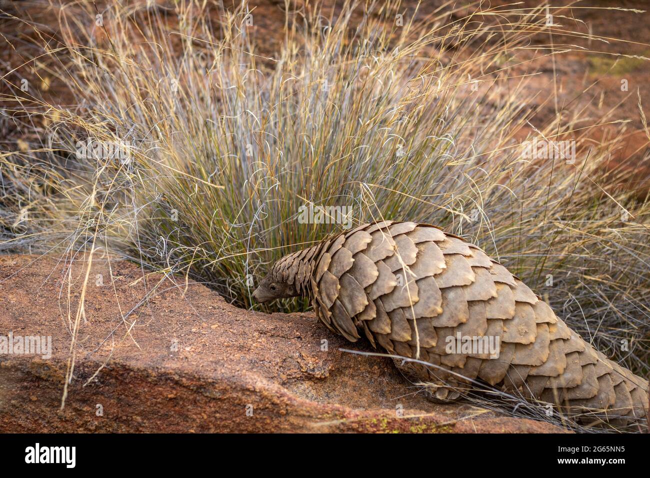 Ground pangolin crawling in the bush in the WGR, South Africa Stock ...