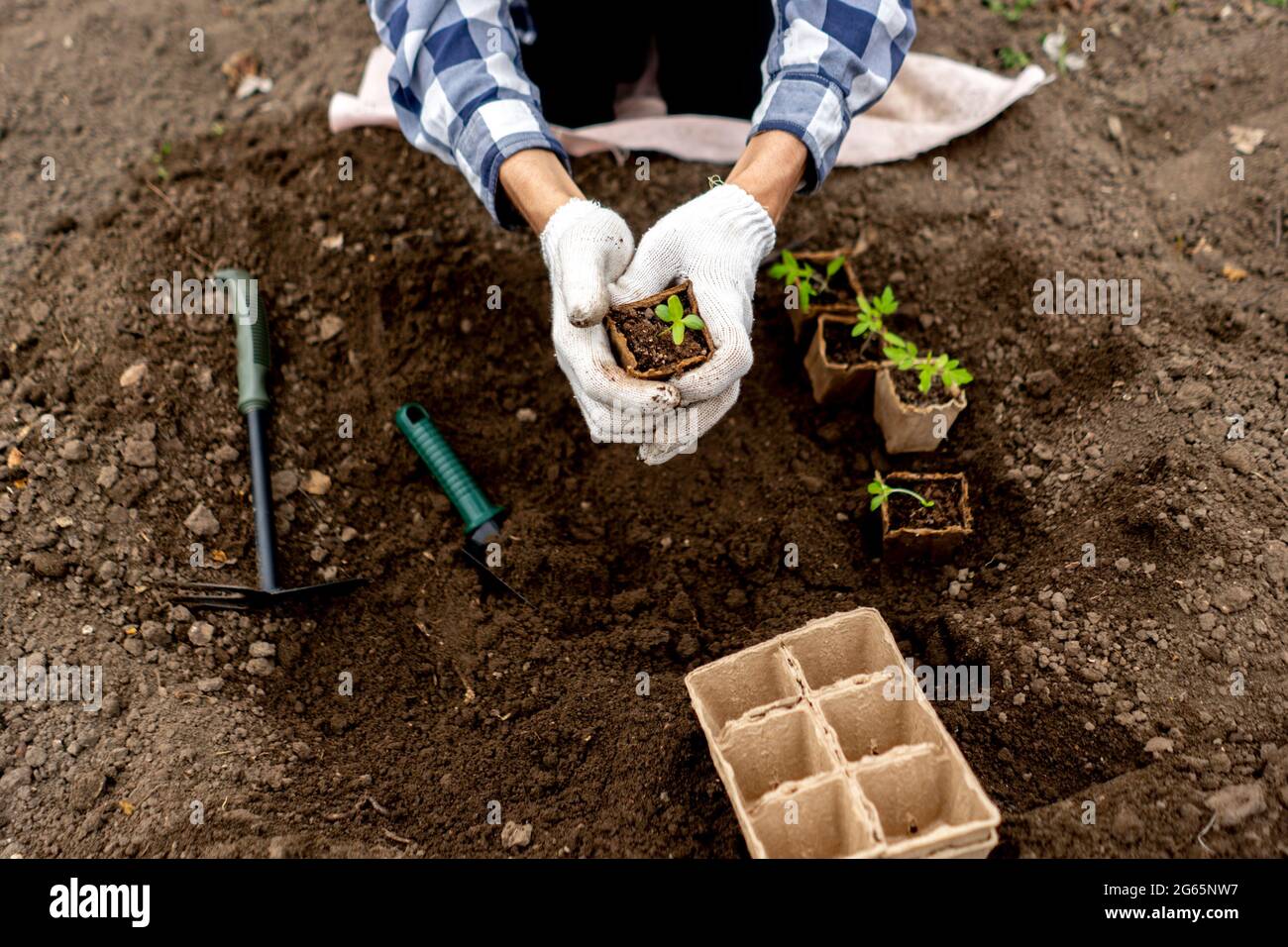 top view of gardener hold small seedling in a paper pot Stock Photo - Alamy