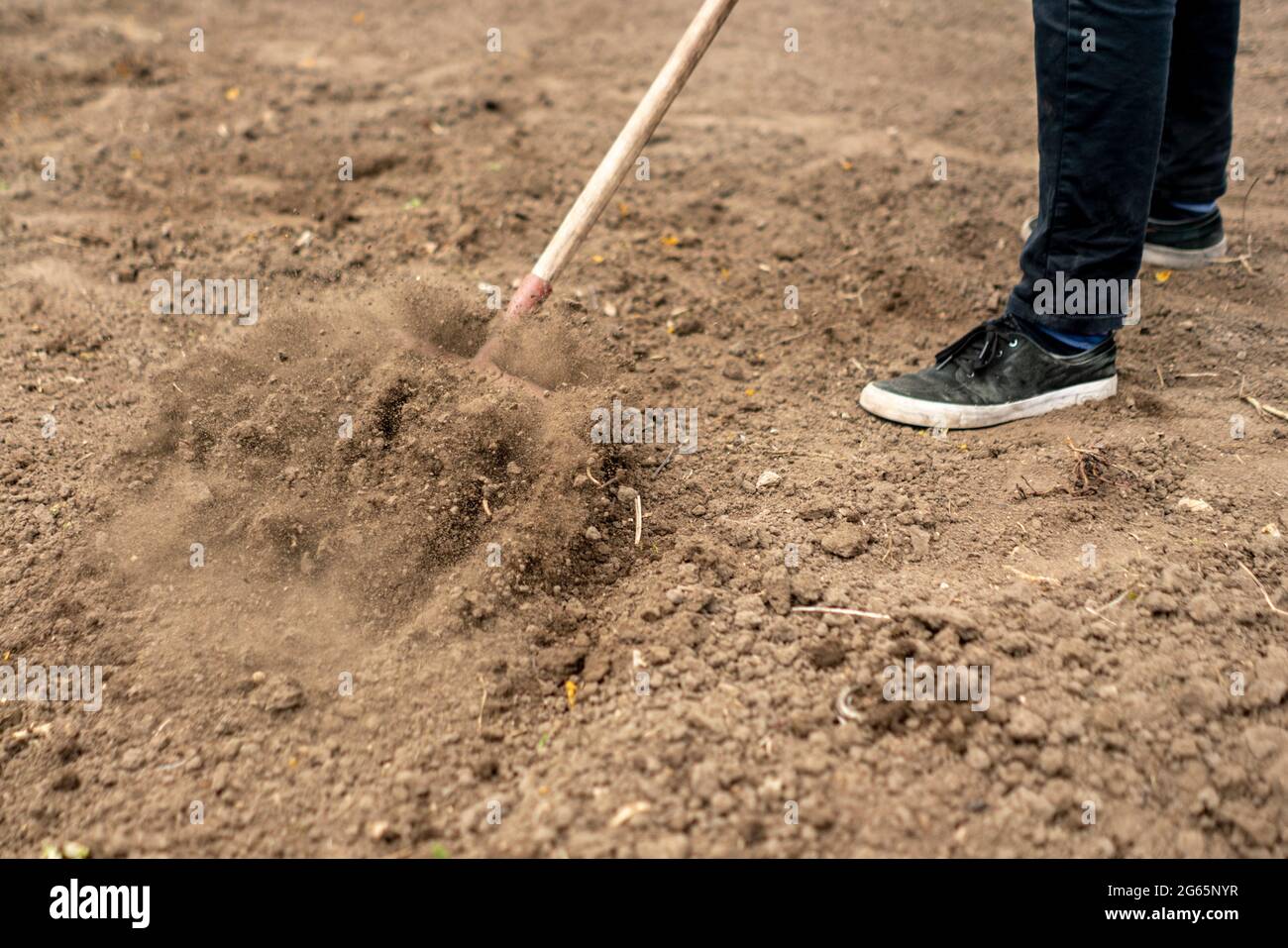 gardener plow wet soil with a rake Stock Photo - Alamy
