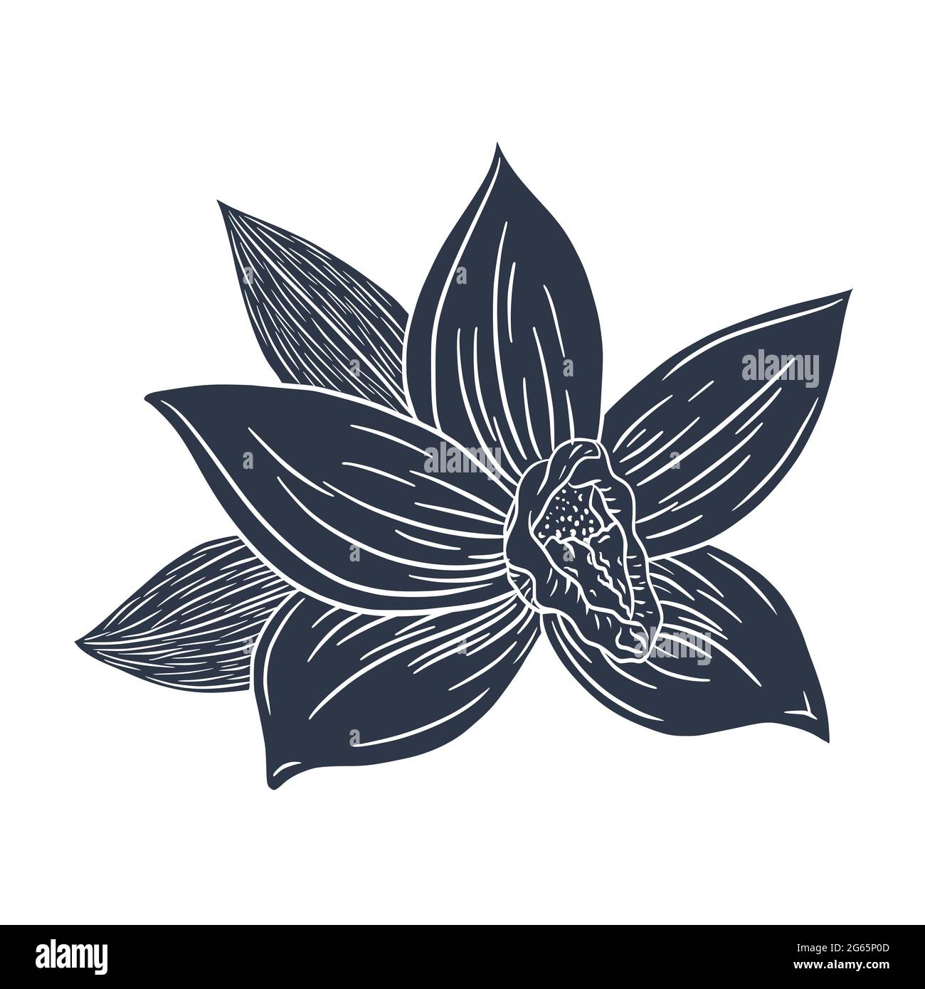 Vanilla Flower Vector