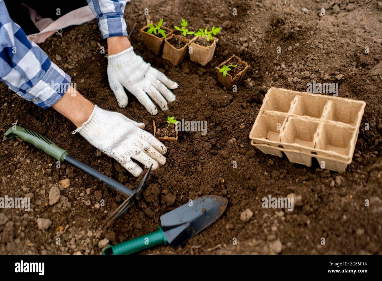 top view of a gardender plant small sapling in the soil Stock Photo - Alamy