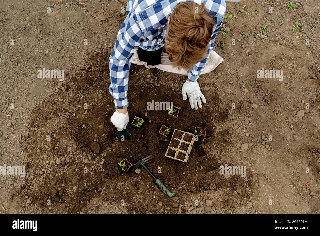 top view of a gardender plant small sapling in the soil Stock Photo - Alamy
