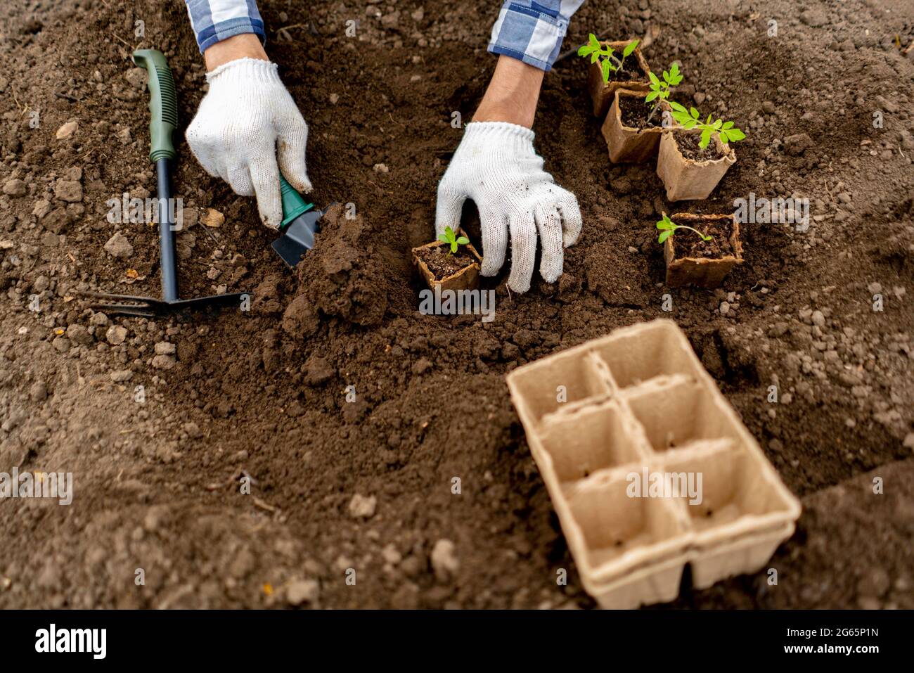 top view of a gardender plant small sapling in the soil Stock Photo - Alamy