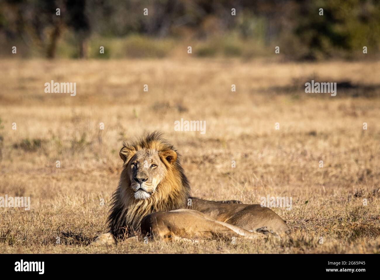 Mating Lion couple laying in the grass in the WGR, South Africa Stock ...