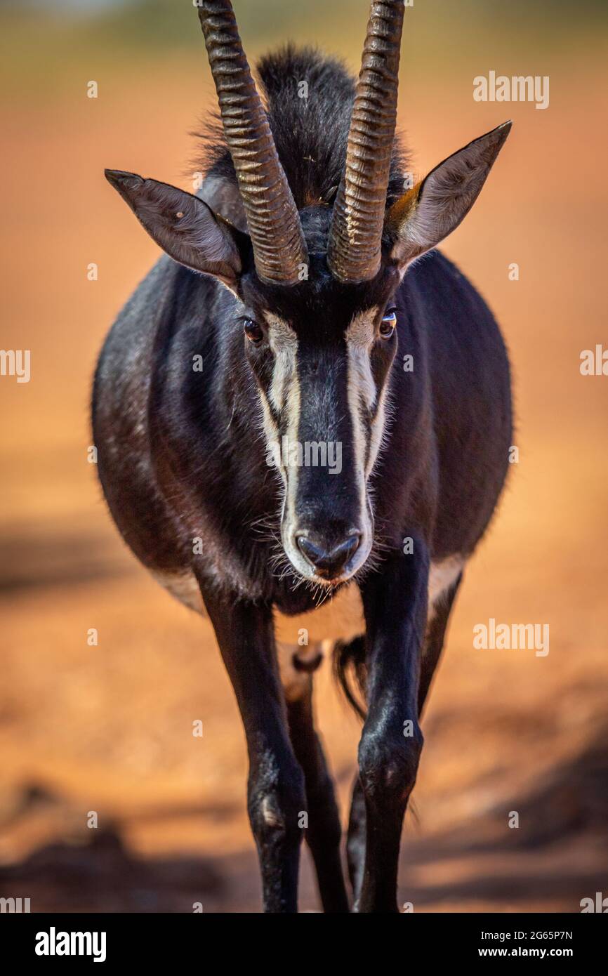 Sable antelope starring at the camera in the WGR, South Africa Stock ...