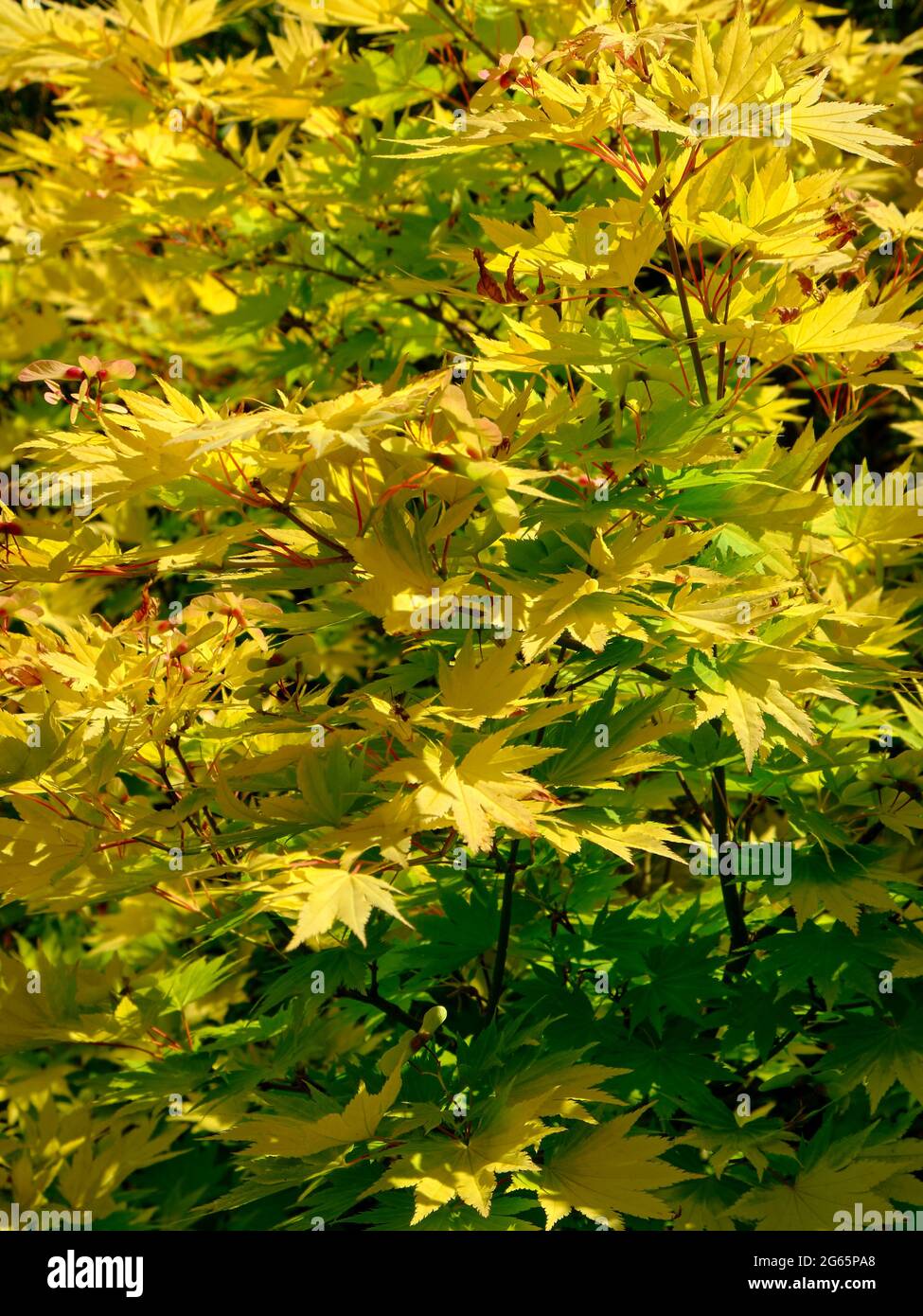 Yellow plant in a spring's garden Stock Photo - Alamy