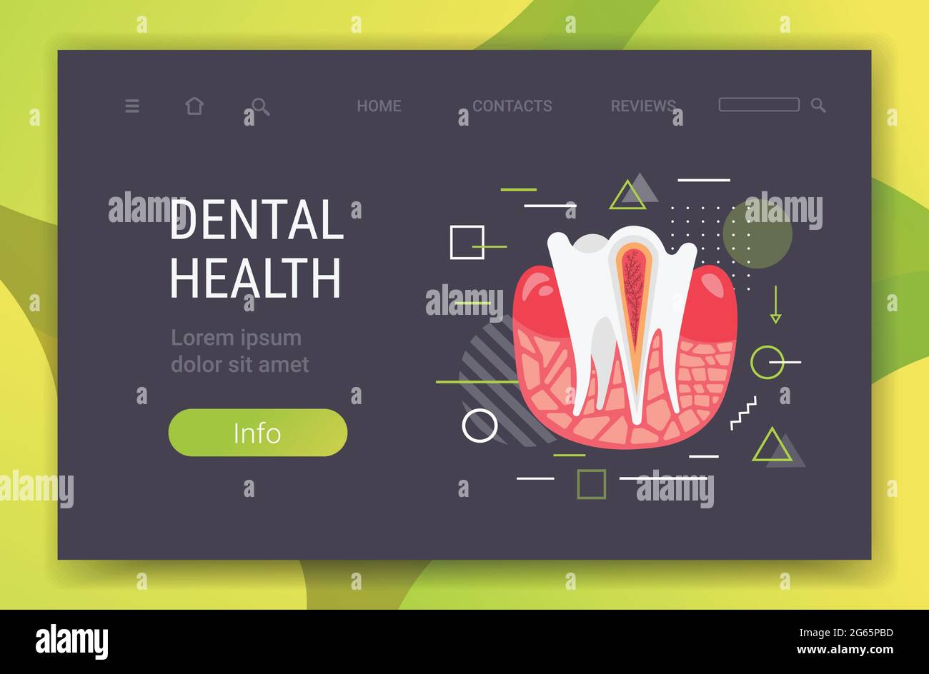 Human tooth structure hi-res stock photography and images - Alamy