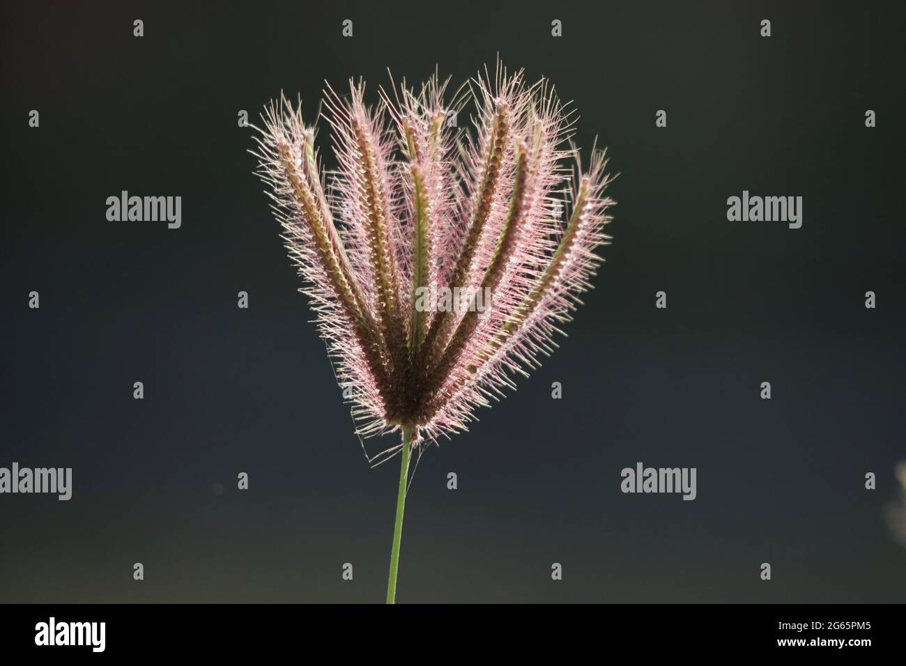 Swollen finger grass Stock Photo - Alamy
