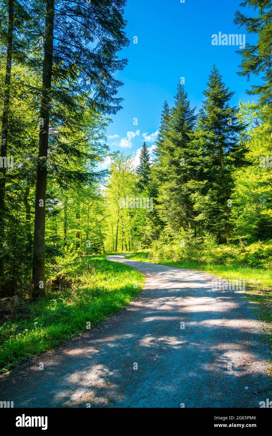Curved path through woods hi-res stock photography and images - Alamy