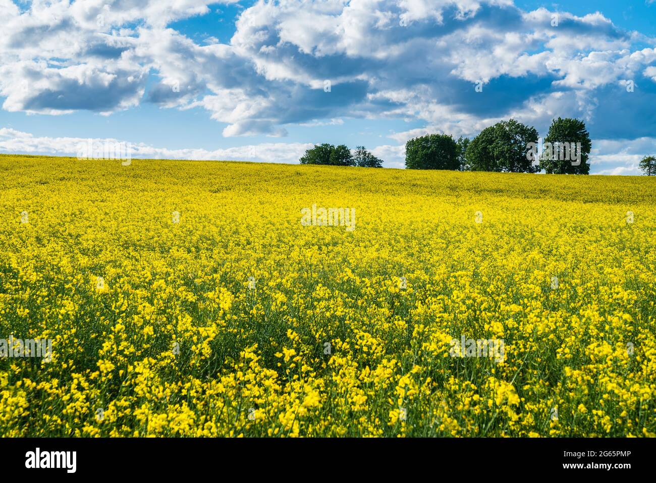 Rapeseed flower field hi-res stock photography and images - Alamy