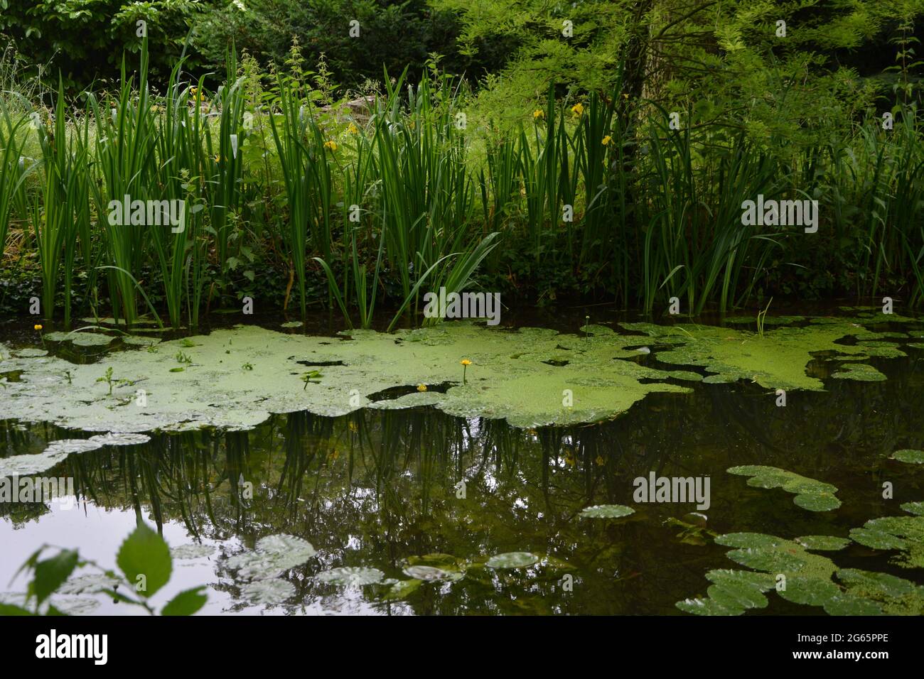 Purely Beautiful British Landscape near, Anglesey Abbey Cambridgeshire ...