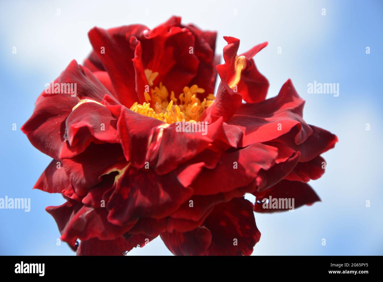 Purely Beautiful British Landscape Summer 2021, Red Rose, Rose Red ...