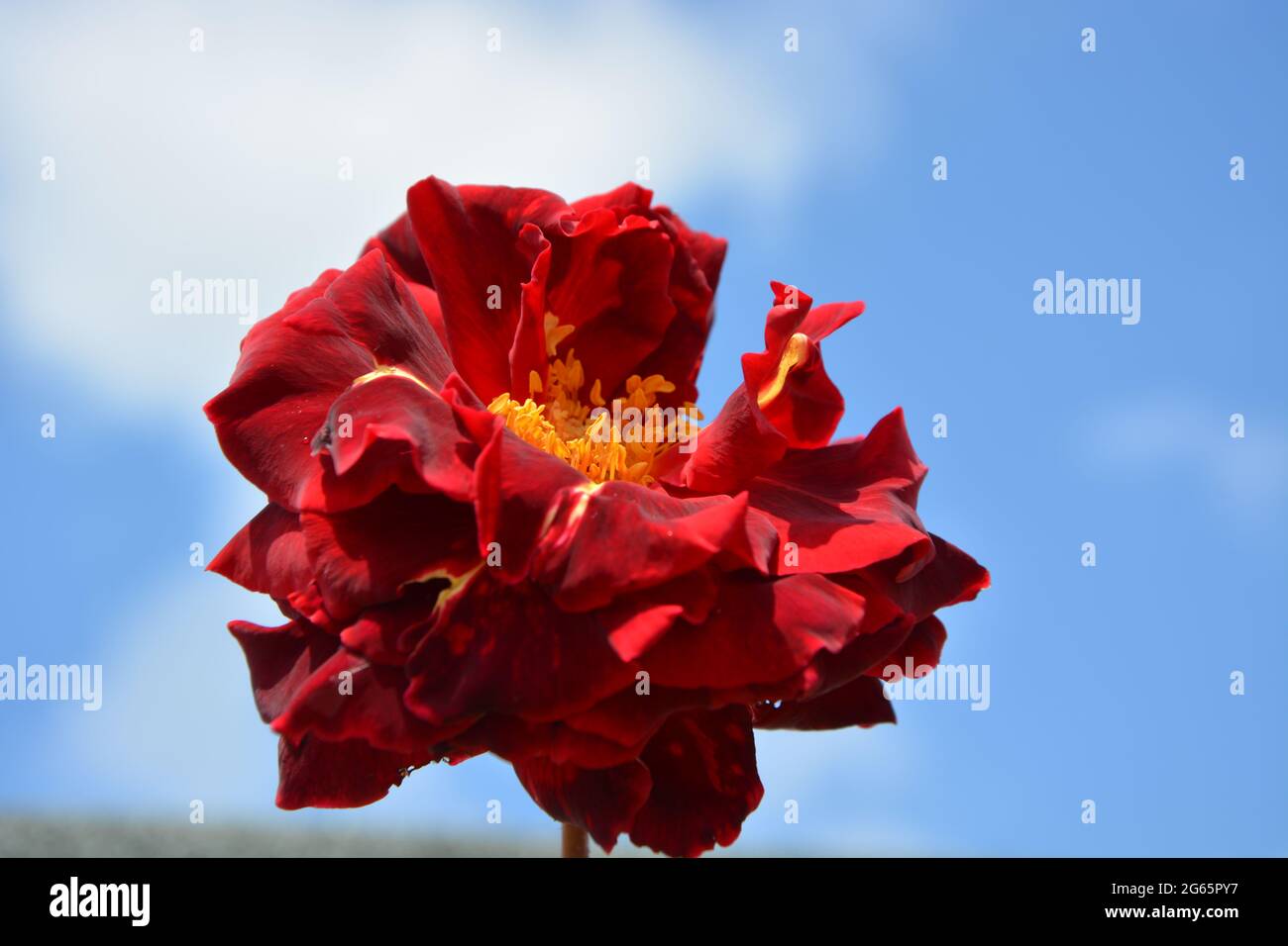 Purely Beautiful British Landscape Summer 2021, Red Rose, Rose Red ...