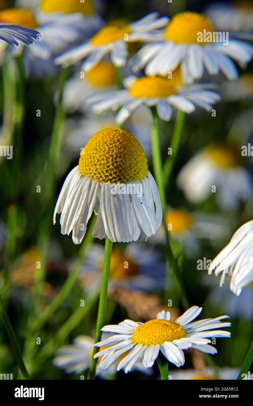 Matricaria Recutita High Resolution Stock Photography and Images - Alamy