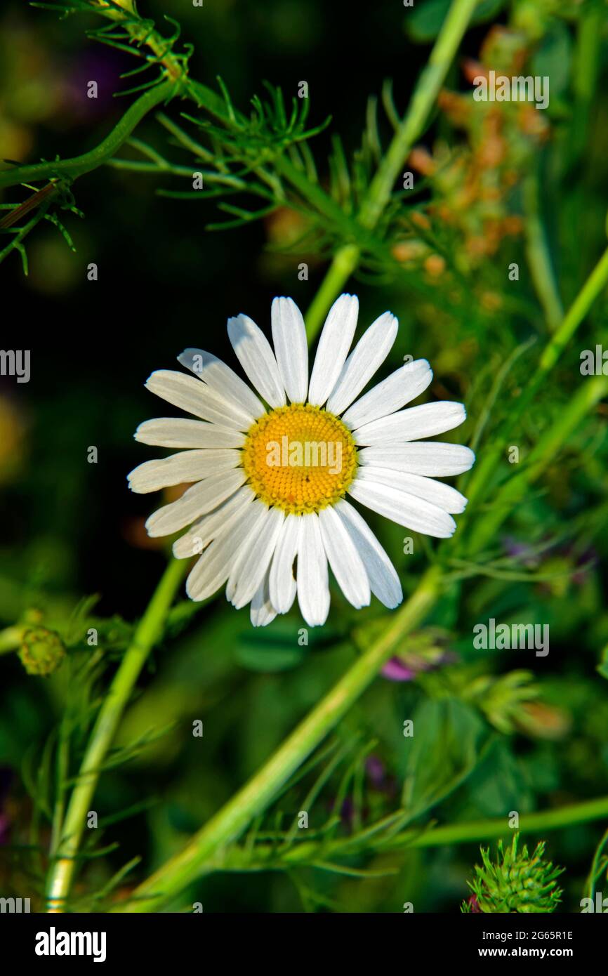 Top down closeup view on a single, fully bloomed flower of German ...