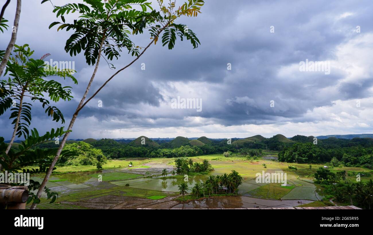 Philippines Man Made Forest High Resolution Stock Photography and ...
