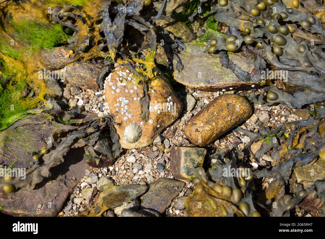 Bladderwrack seaweed,Stones, Seaweed,and shells,Scotland, UK Stock ...