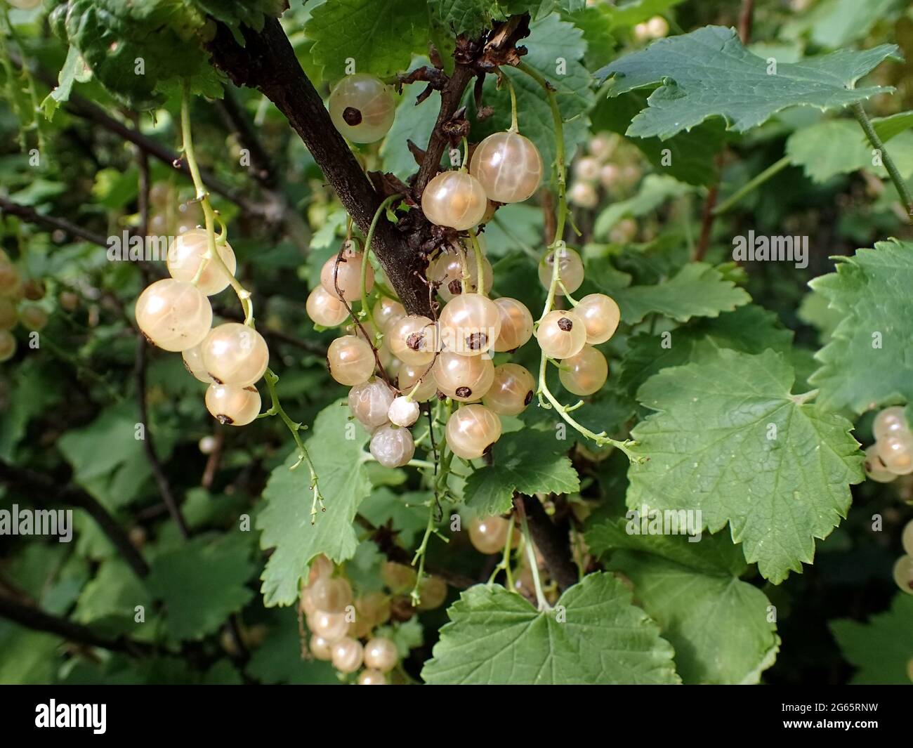 Makro secrets hi-res stock photography and images - Alamy