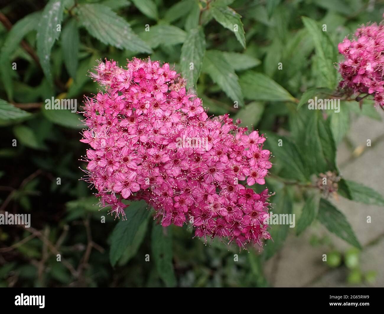 Ribbed curl beetle Stock Photo - Alamy