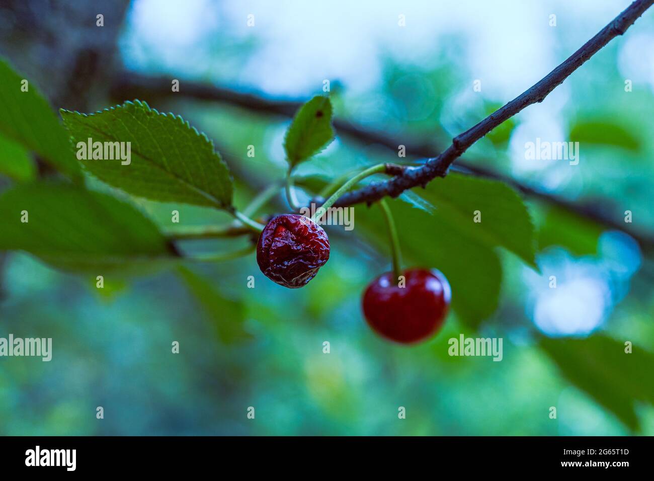 Broken branch fruit hi-res stock photography and images - Alamy