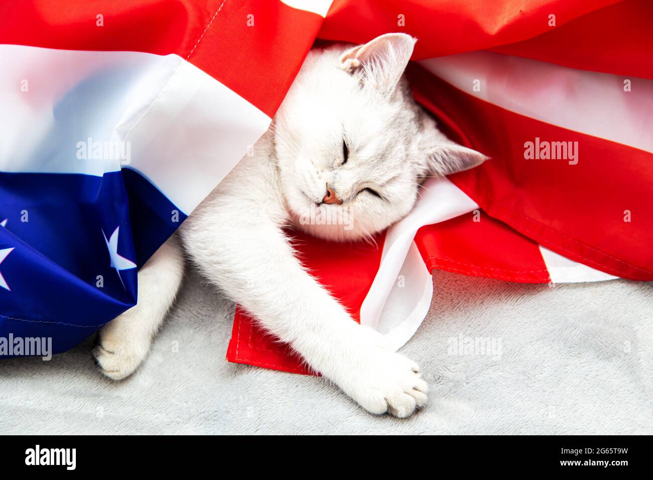 Patriotic Kittens