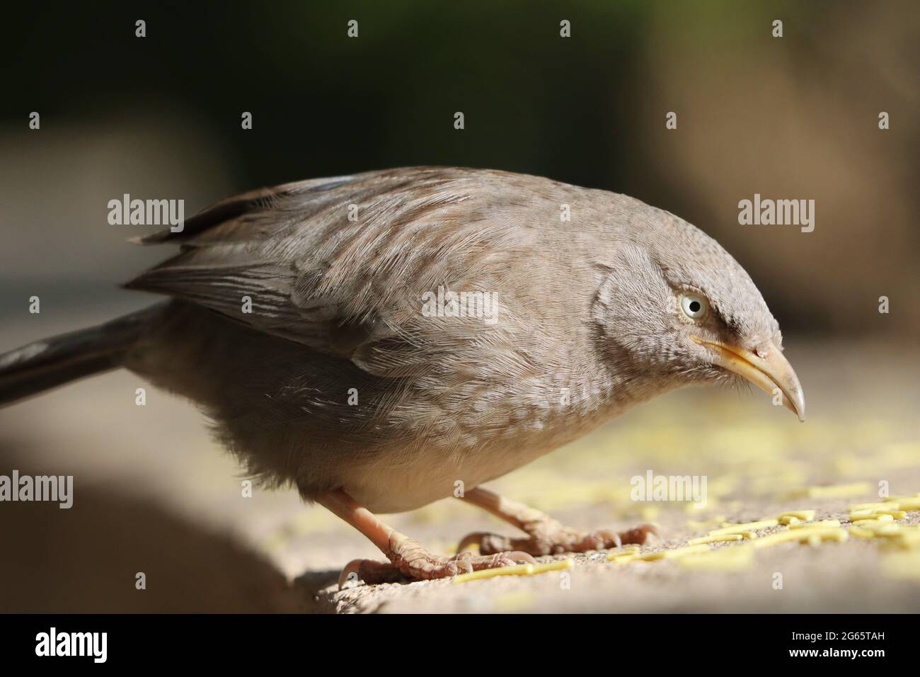 Jungle Babbler on a stone Stock Photo - Alamy