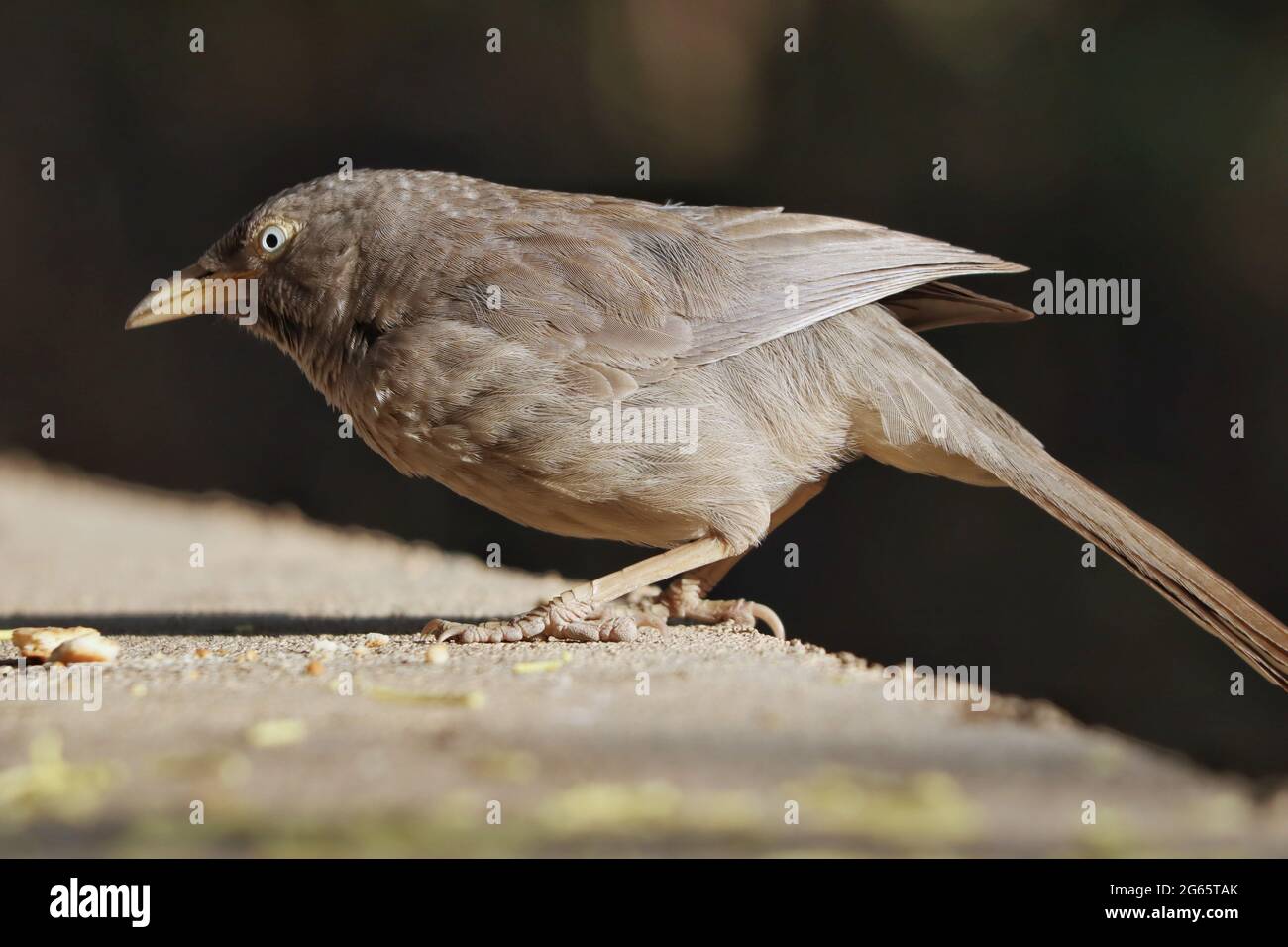 Jungle Babbler on a stone Stock Photo - Alamy
