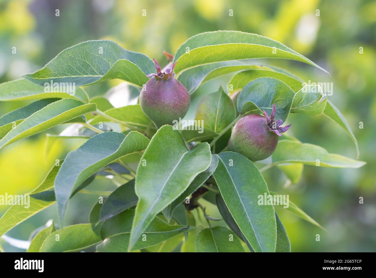 A bunch of green pears in the tree - concept of growing pear trees at ...