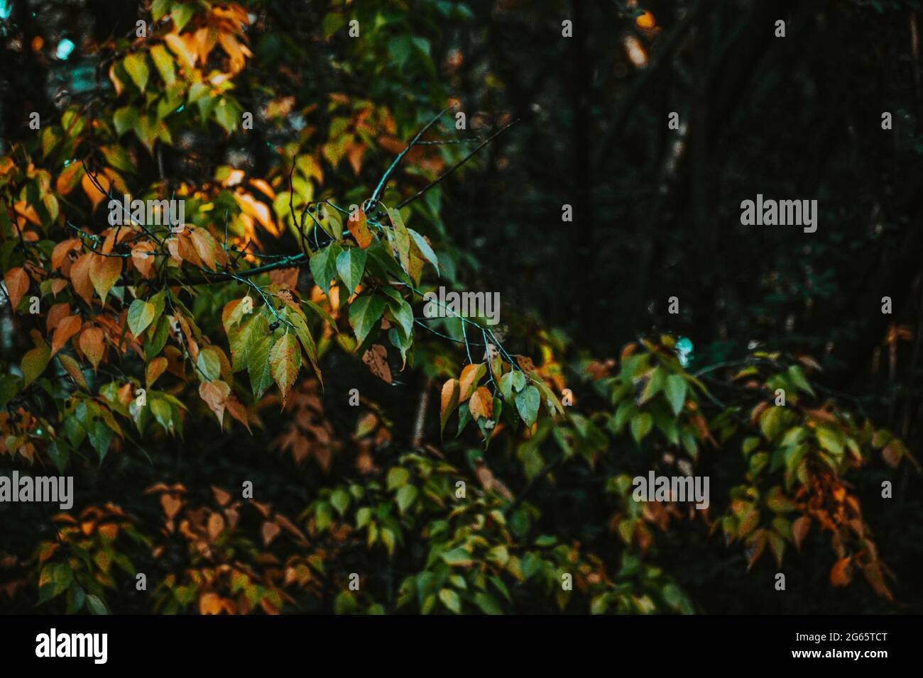 Selective focus shot of discolored forest tree leaves in Autumn season ...