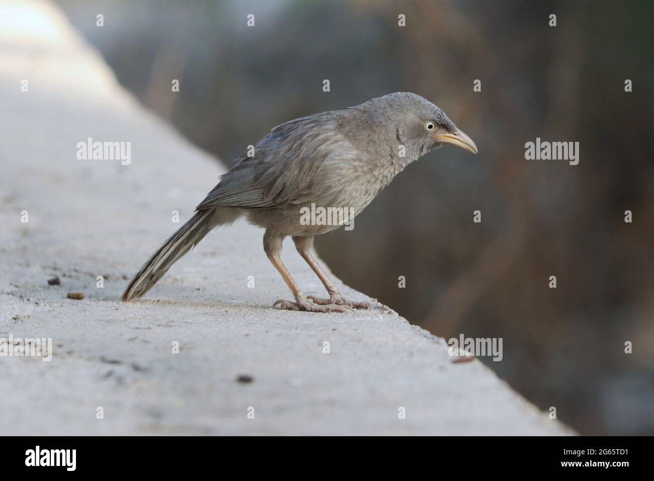 Jungle Babbler on a stone Stock Photo - Alamy
