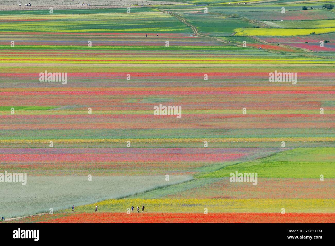 The many shades of colors of the flowering, Castelluccio di Norcia ...