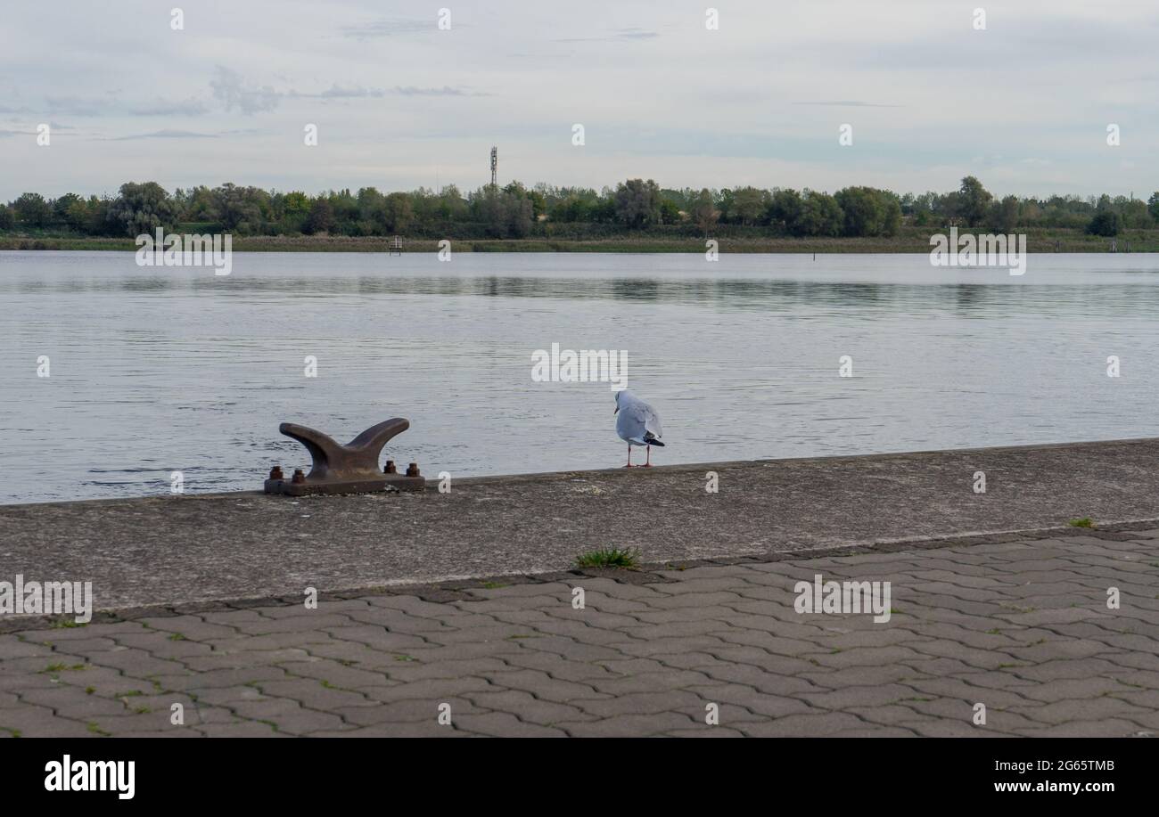 Sea gull looks in the river Unterwarnow in the german city Rostock ...