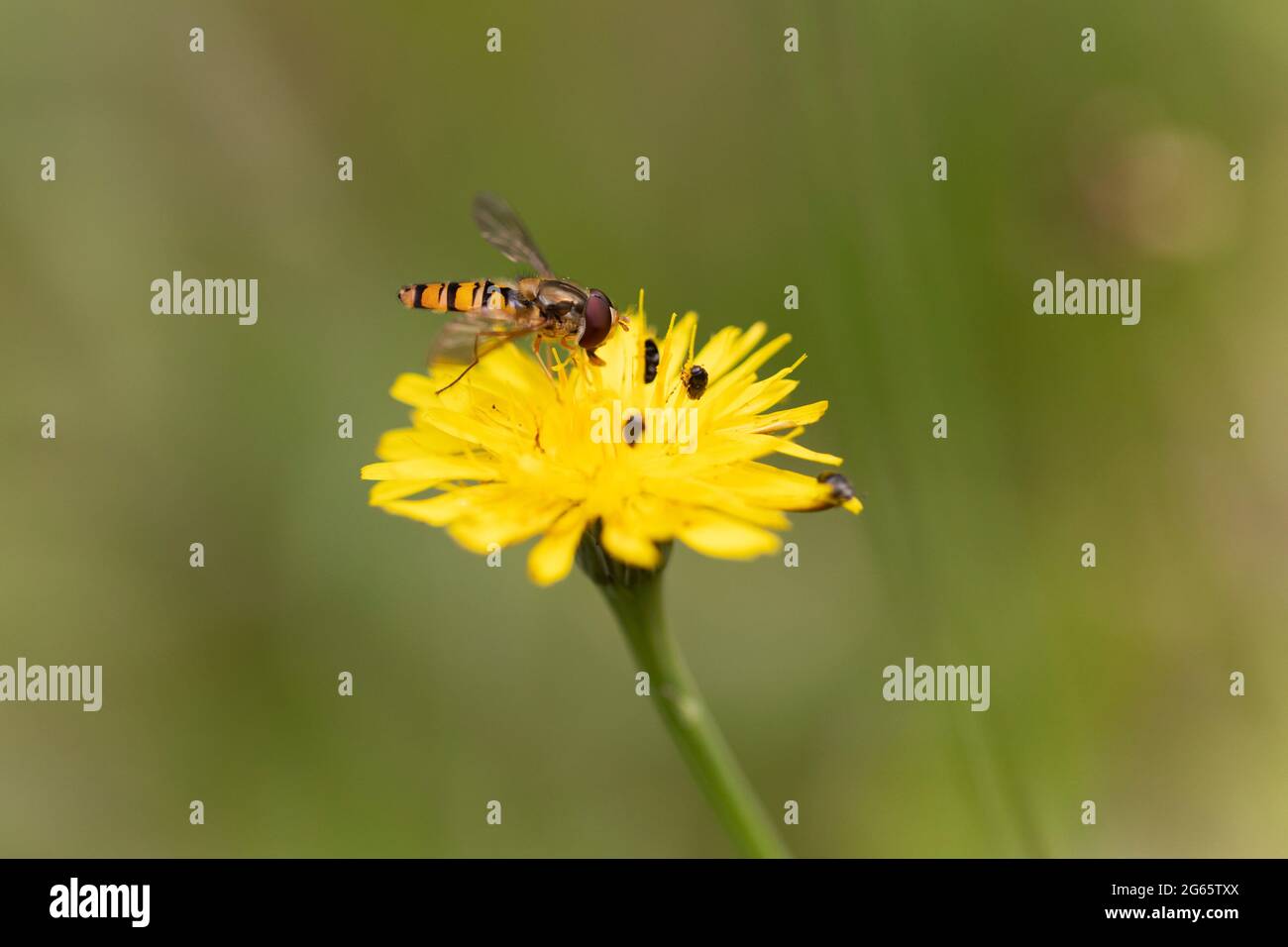 Marmalade Hoverfly Episyrphus balteatus flying or foraging on flower ...