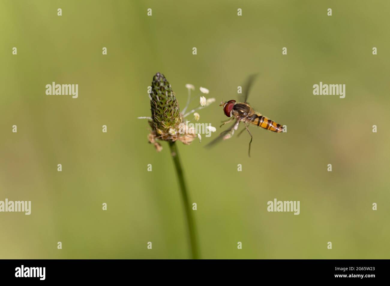 Holoptic eyes hi-res stock photography and images - Alamy