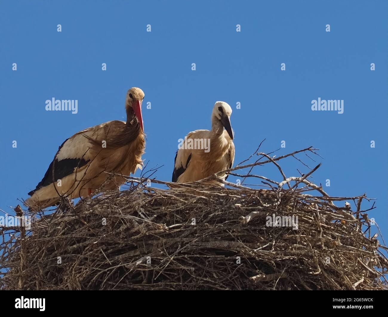 White stork family in its nest with blue sky Stock Photo - Alamy