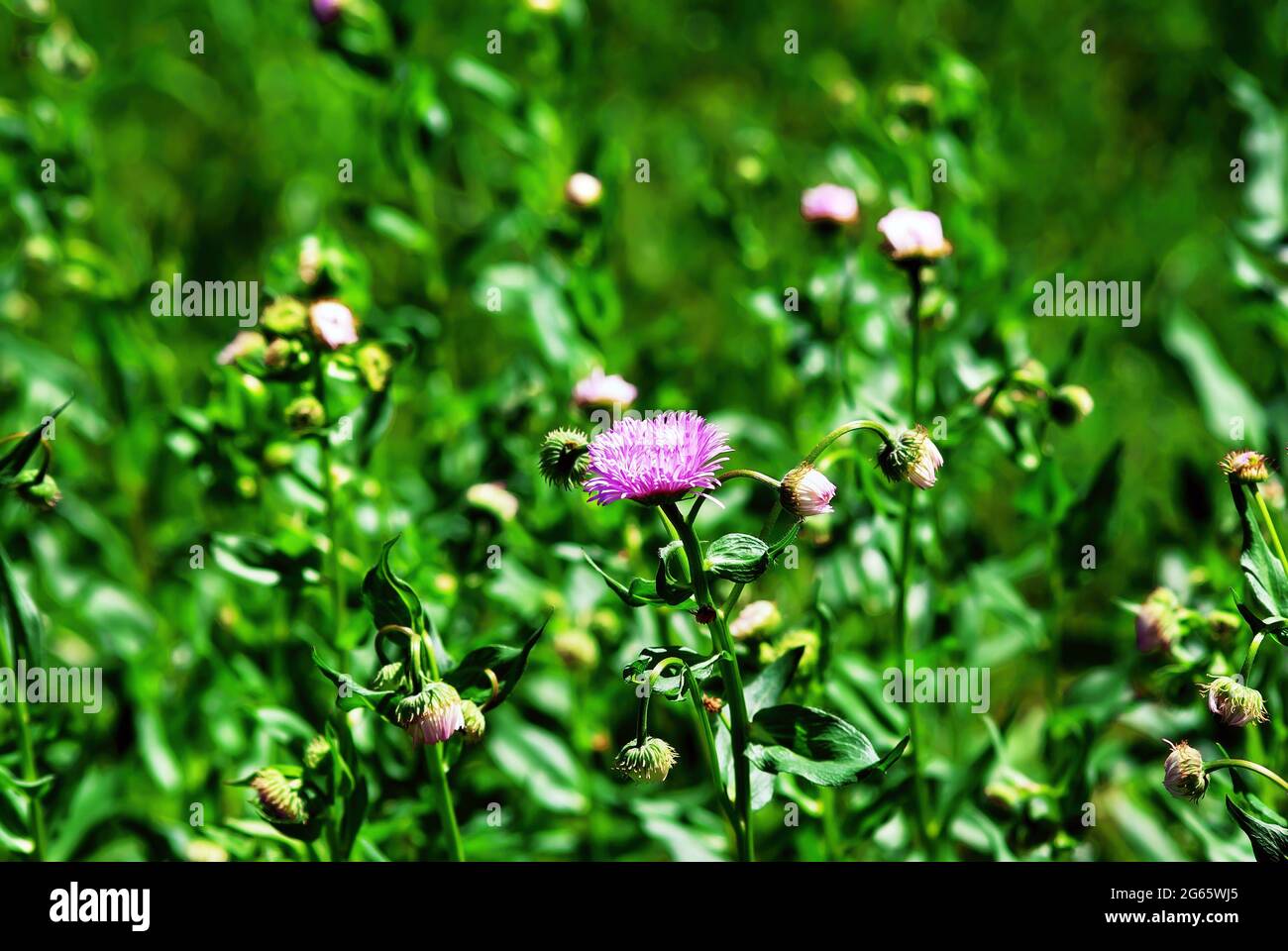 small aster flowers in the garden, in summer Stock Photo - Alamy
