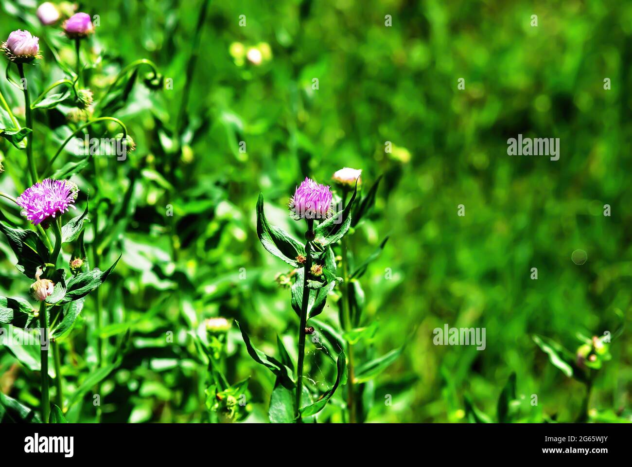 small aster flowers in the garden, in summer Stock Photo - Alamy