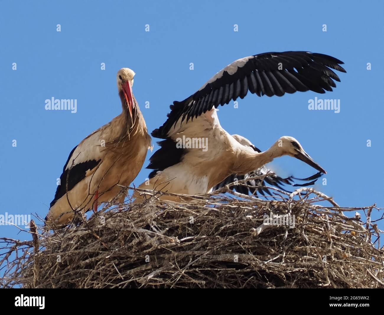 White stork family in its nest with blue sky Stock Photo - Alamy